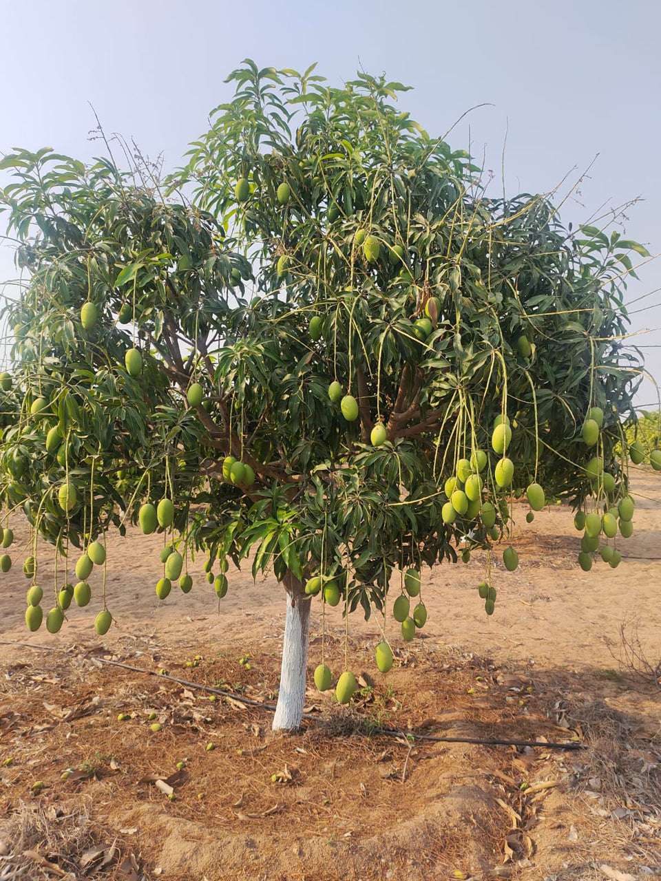 Gallery – Nuzividu Mangoes USA